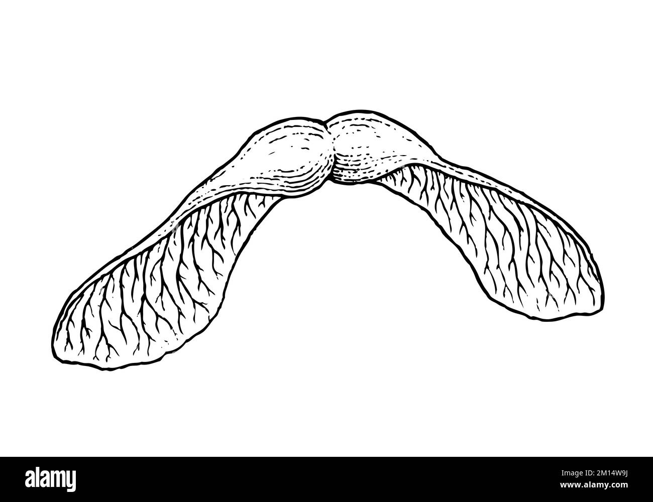 Maple line art vector vectors Black and White Stock Photos & Images - Alamy