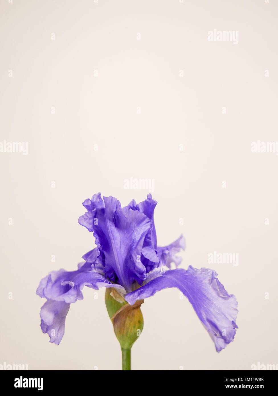 A vertical shot of a beautiful purple German iris (Iris germanica) with ...