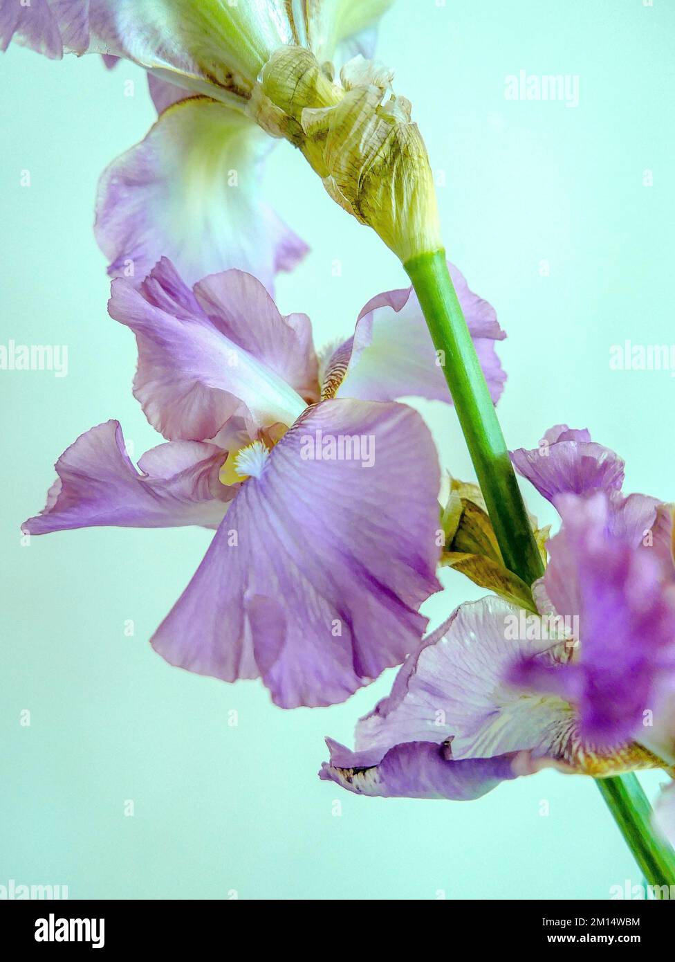 A vertical close-up of a purple German iris (Iris germanica) with a ...