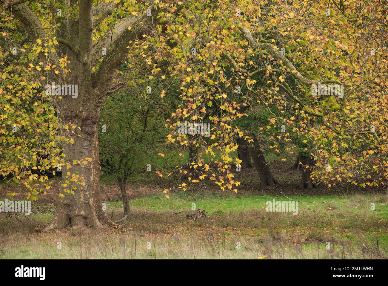 Beautiful portrait of London Plane tree Planatus Acerifolia in Autumn ...