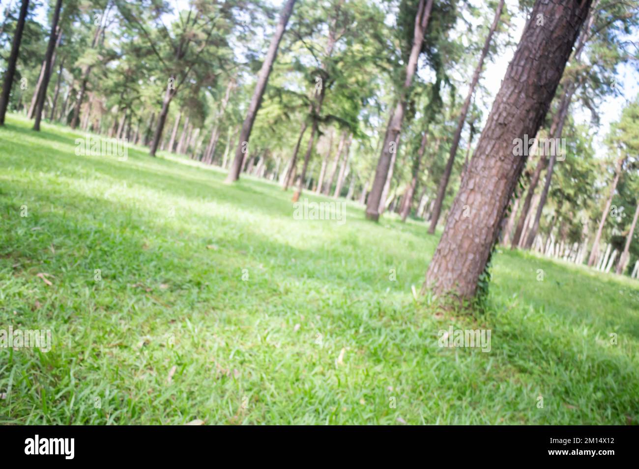 Local green grass field in public park, stock photo Stock Photo - Alamy