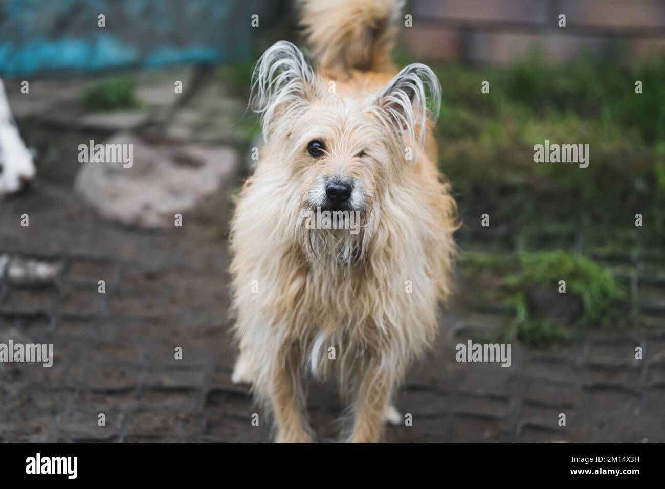 Stray dog with one eye from the shelter outdoor. High quality photo ...