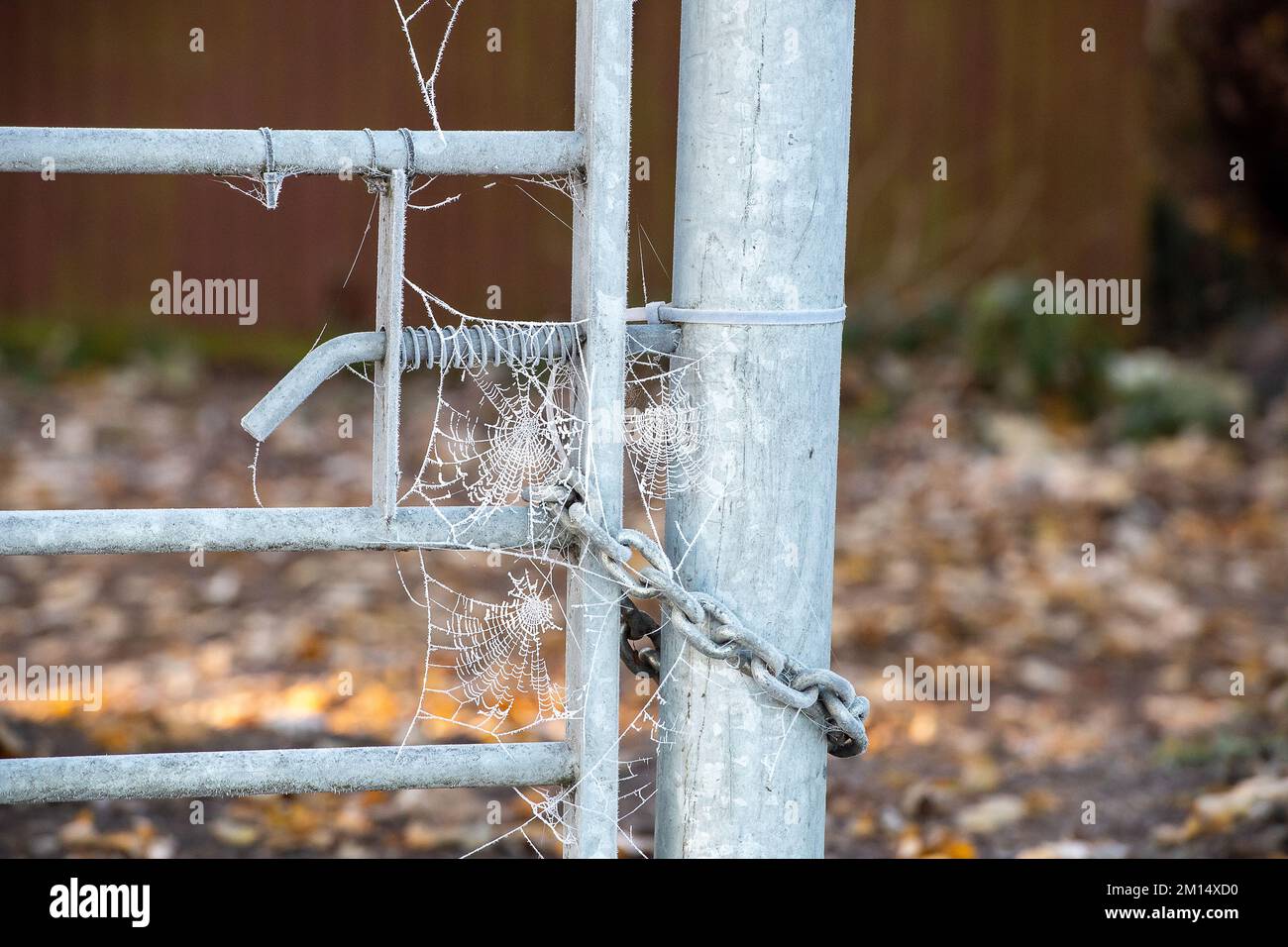 Cobwebs covered in frost hi-res stock photography and images - Alamy