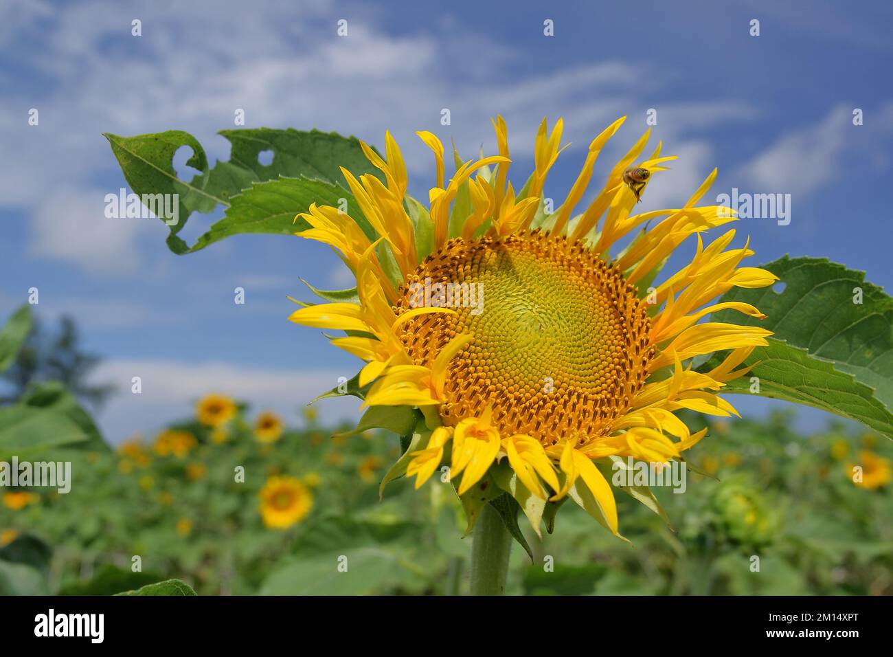close-up view of a sunflower in a garden, blurred background Stock ...