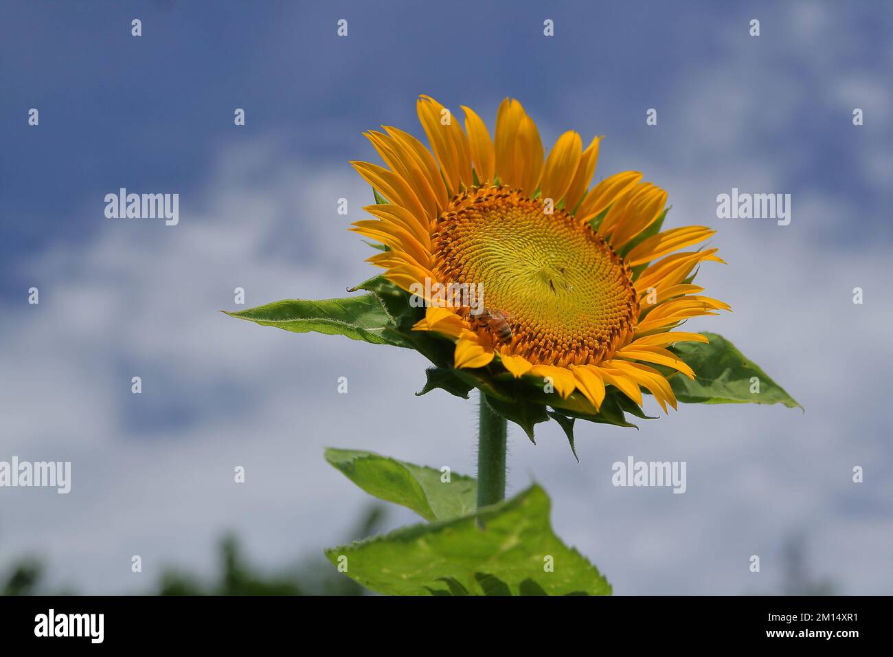 close-up view of a sunflower in a garden, blurred background Stock ...