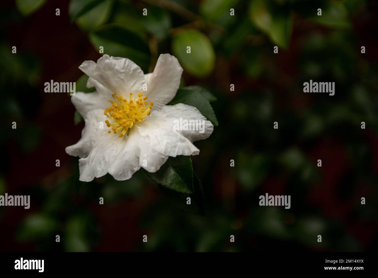 Camellia species hi-res stock photography and images - Alamy