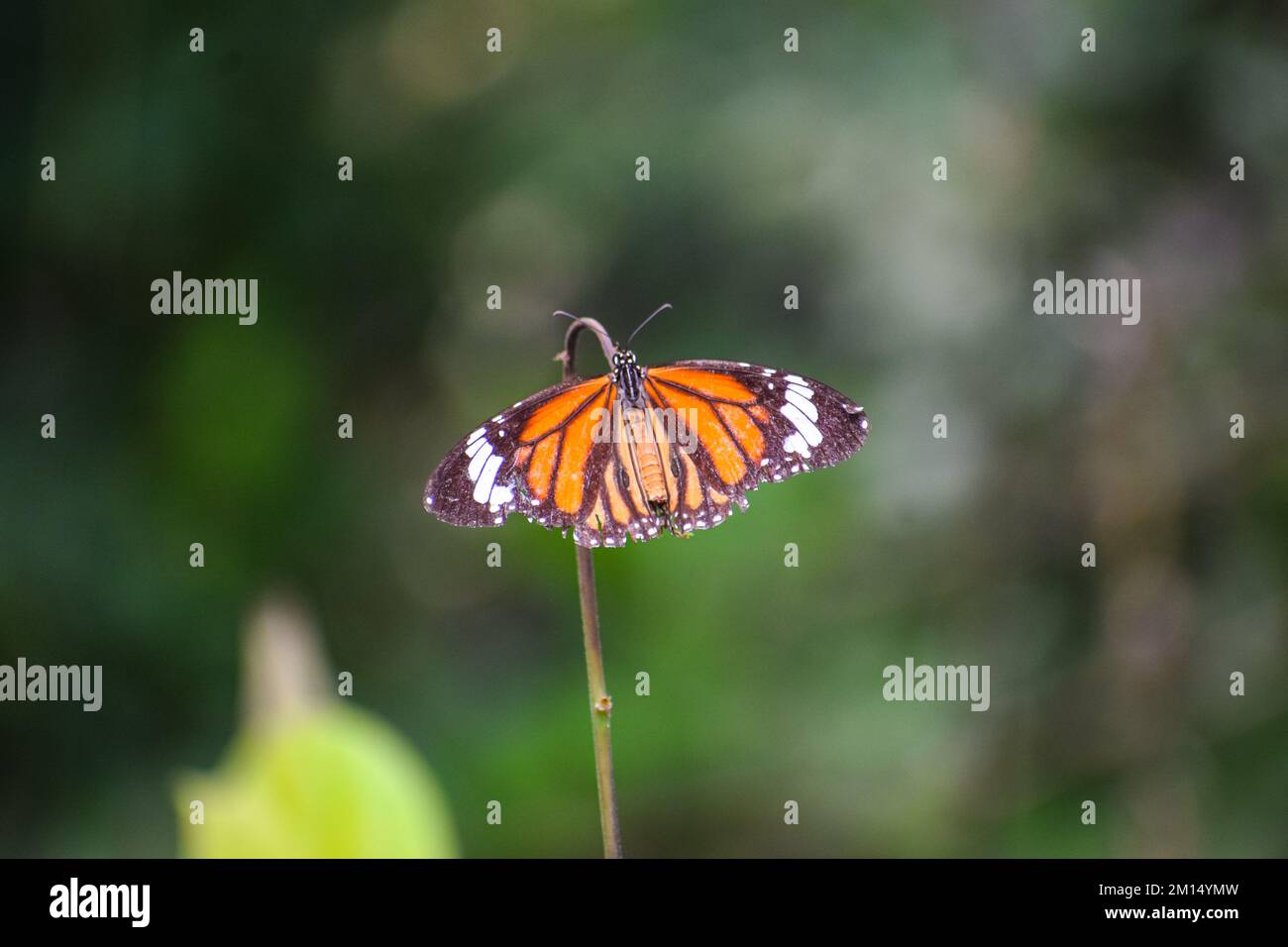 A monarch butterfly perching on a twig with outspread wings in the ...