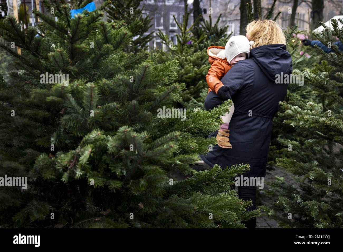 UTRECHT - Christmas trees at Janskerkhof in Utrecht, where the weekly ...