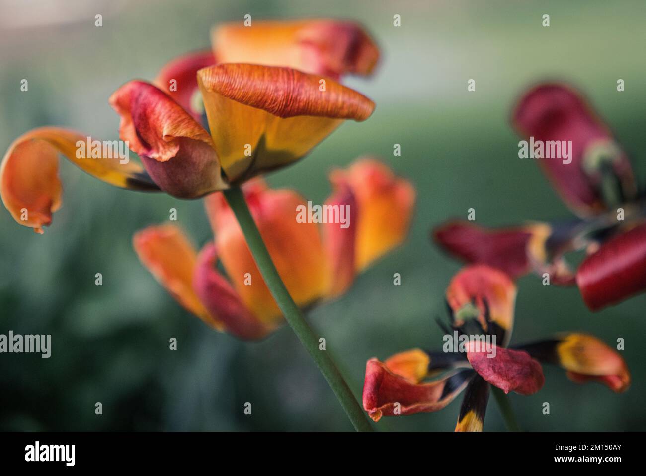 A macro shot of the withering petals of colorful garden tulips Stock ...