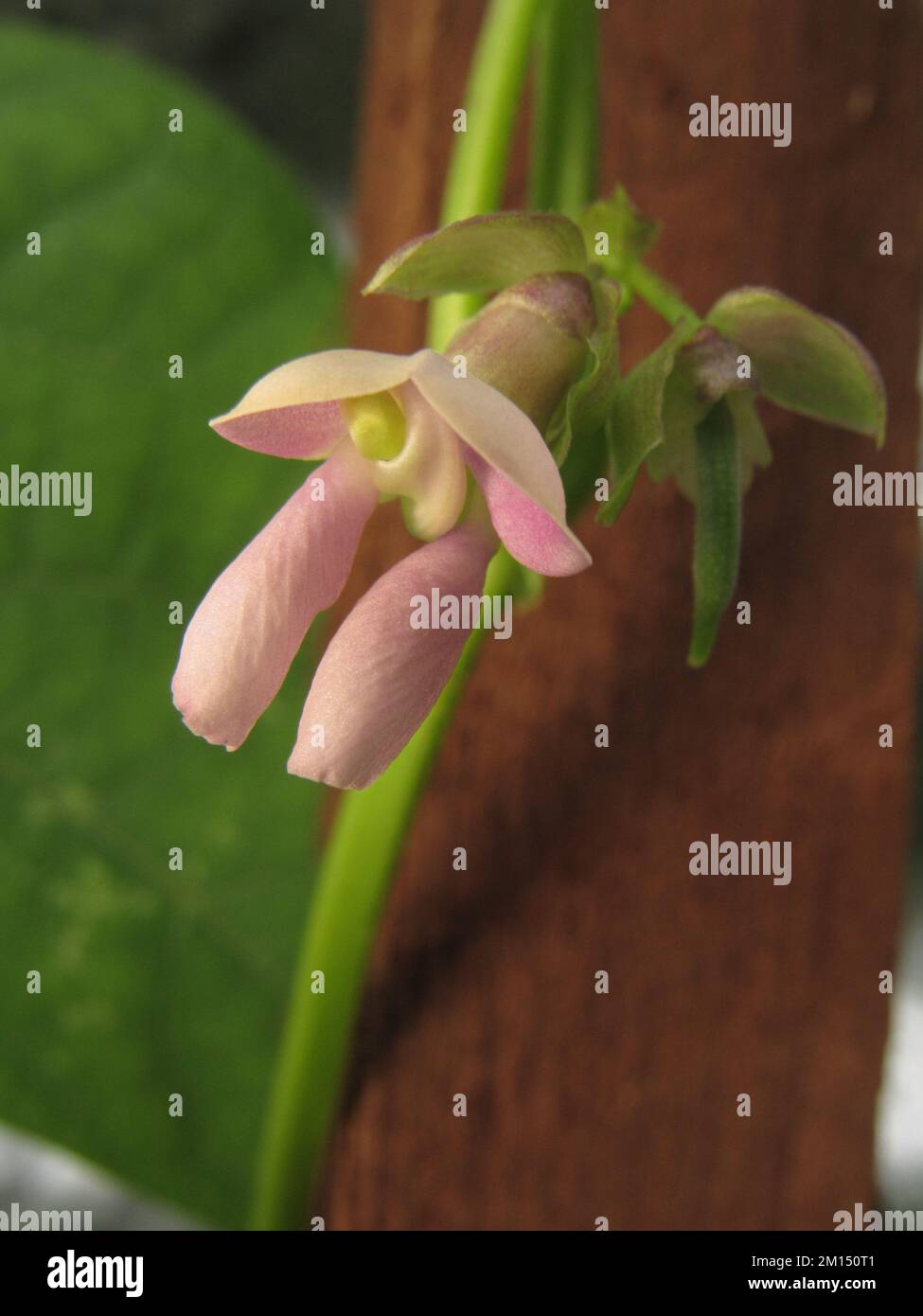 A vertical shot of common beans growing in a garden with a blurry ...