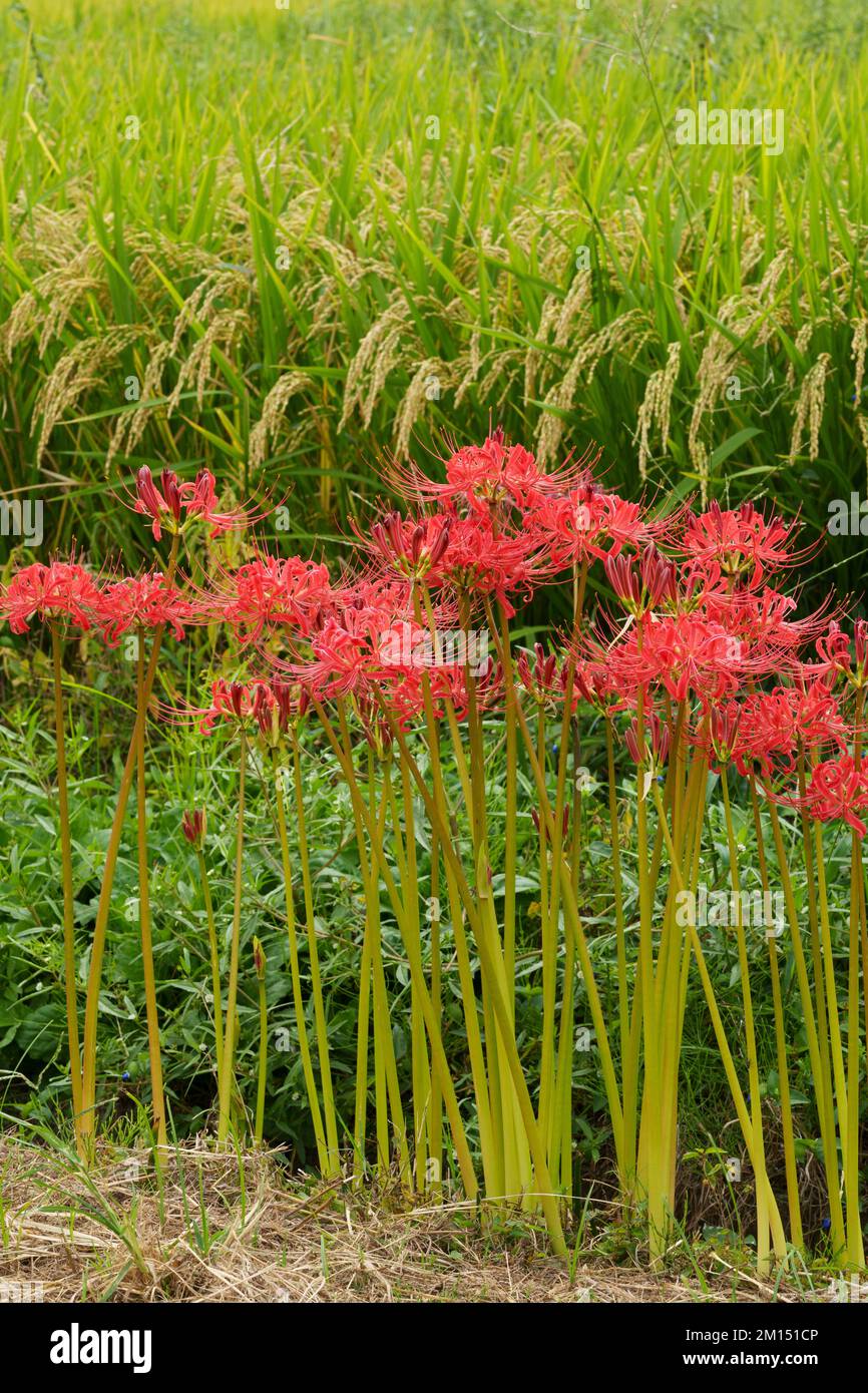 Red spider lily (Lycoris radiata) in front of rice field, Isehara City ...