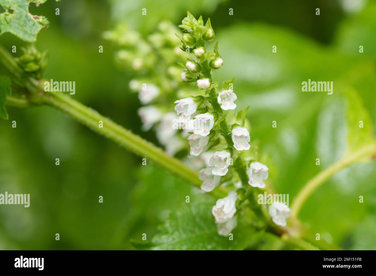 Flower of Green shiso, Isehara City, Kanagawa Prefecture, Japan Stock ...