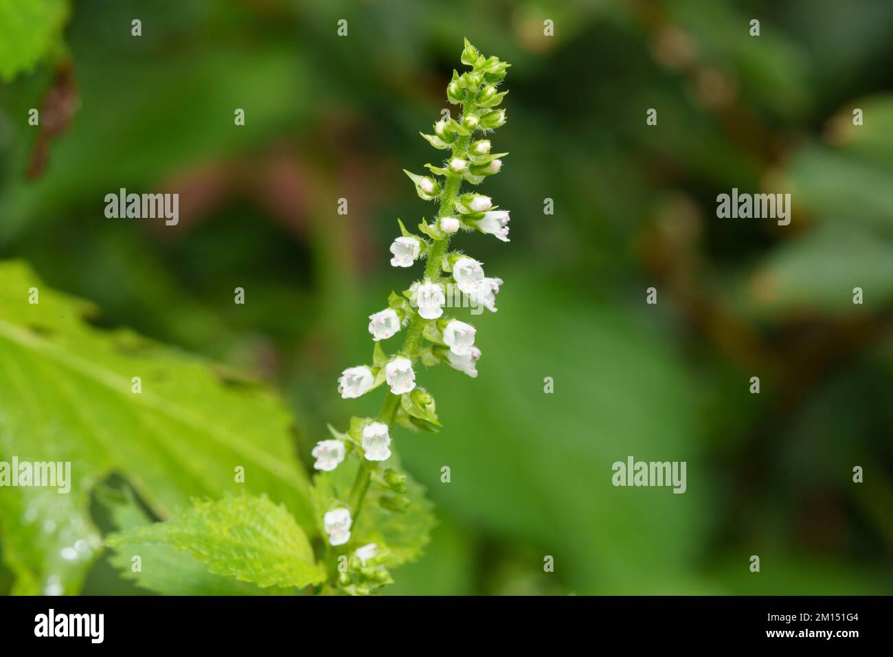 Flower of Green shiso, Isehara City, Kanagawa Prefecture, Japan Stock ...