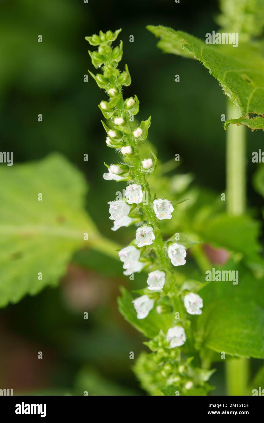 Flower of Green shiso, Isehara City, Kanagawa Prefecture, Japan Stock ...