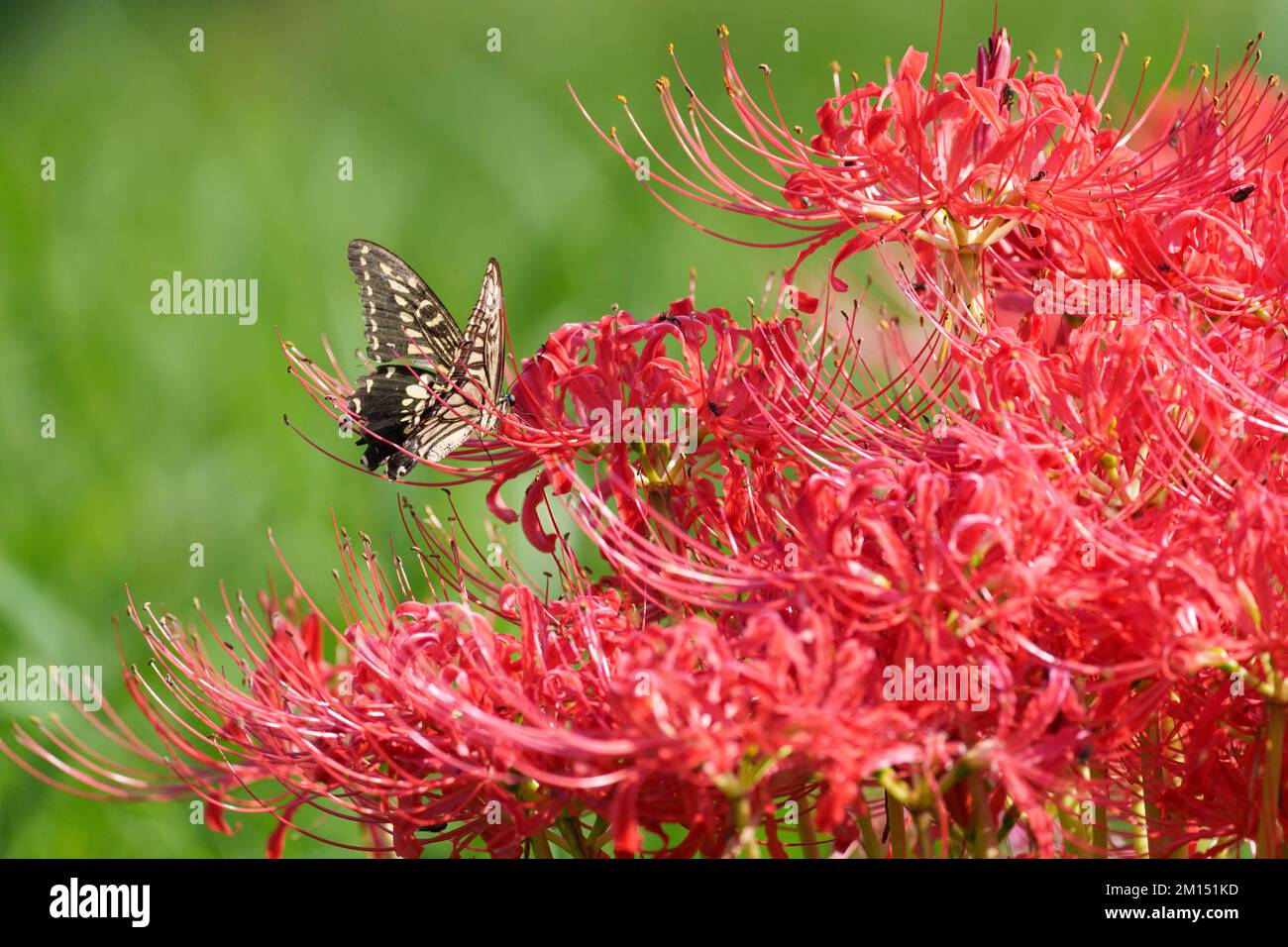Asian swallowtail (Papilio xuthus) visits Red spider lily (Lycoris ...