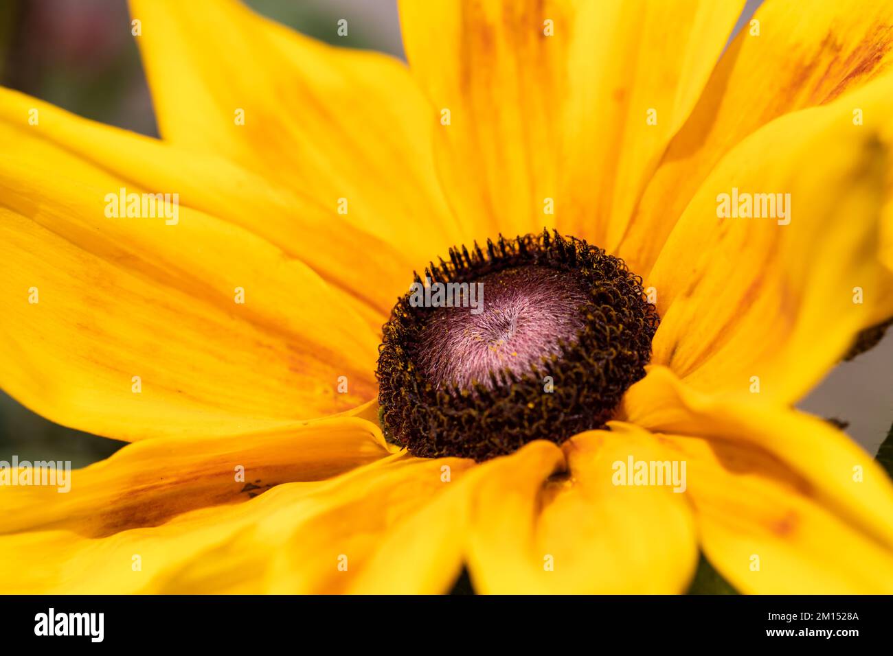 Rudbeckia Hirta, Sunbeckia Mia, Black Eyed Susan flower closeup Stock ...