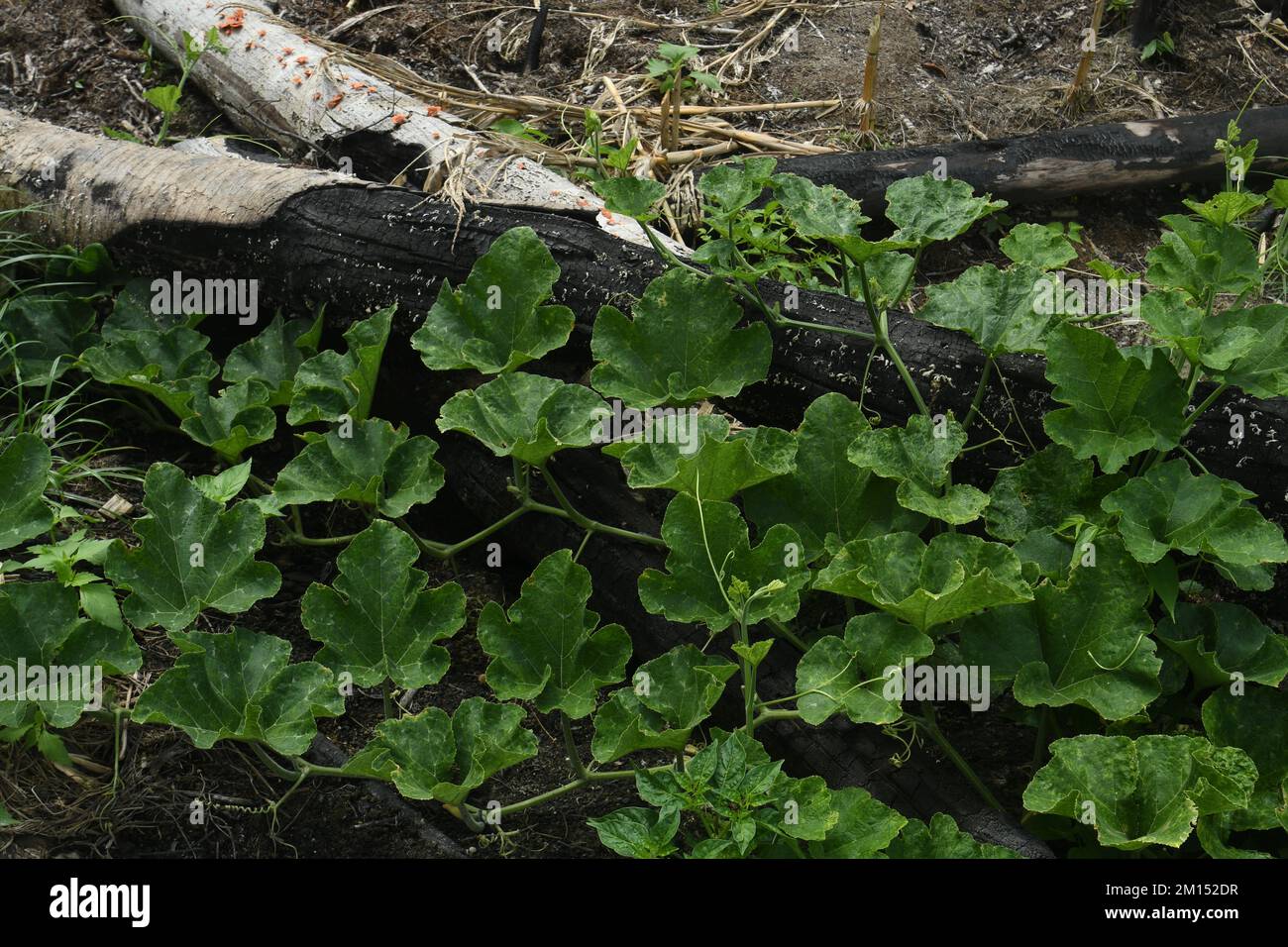 Sarawa hi-res stock photography and images - Alamy