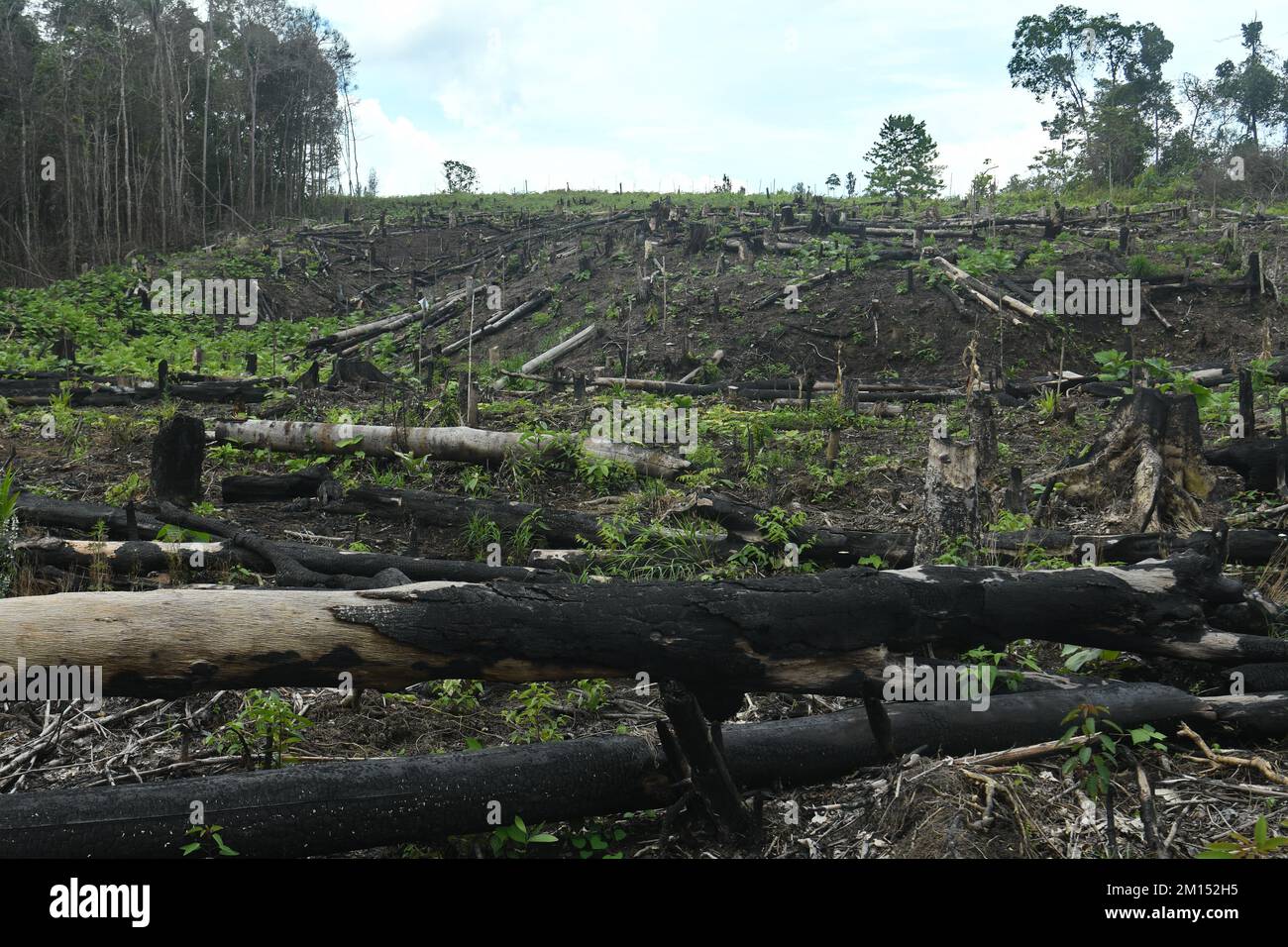 Through Slash-and-burn method,a forest in Lundu distric, Kuching ...