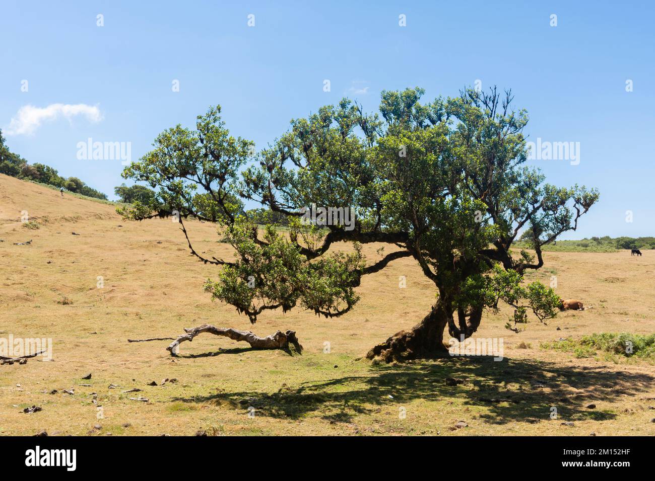 A lone short tree growing in a dry deserted area in Madeira Stock Photo ...