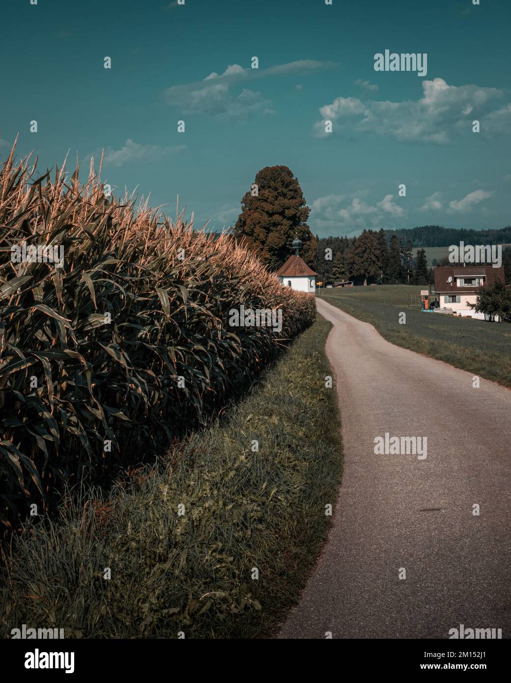 A vertical view of a narrow road passing between green fields and ...