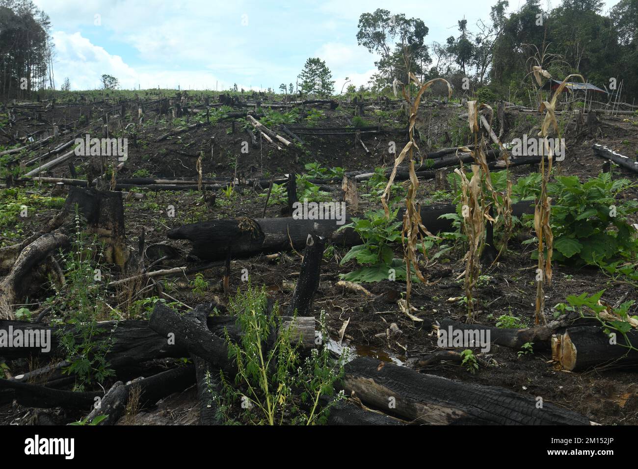 Slash and burn kuching hi-res stock photography and images - Alamy