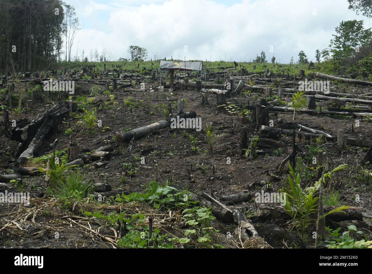 Slash and burn kuching hi-res stock photography and images - Alamy