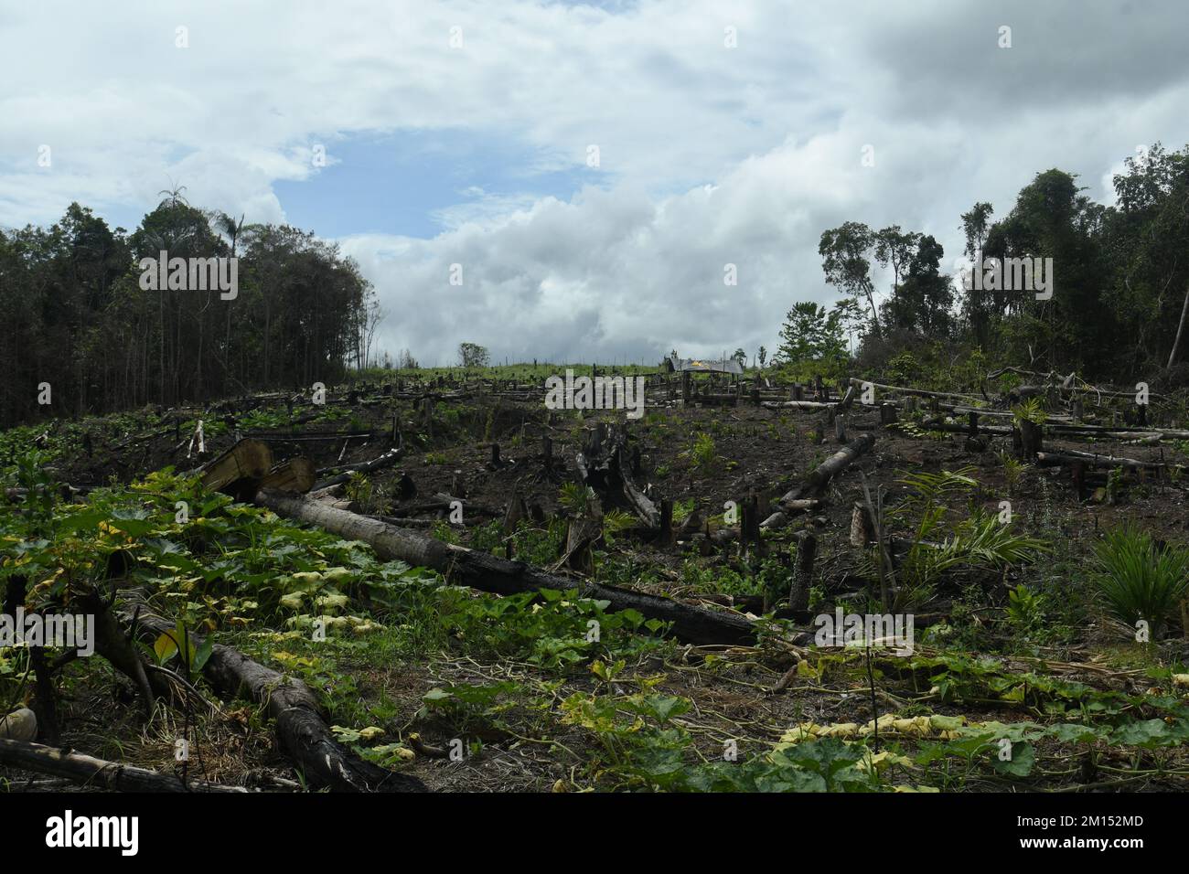 Cutting and burning sarawak hi-res stock photography and images - Alamy