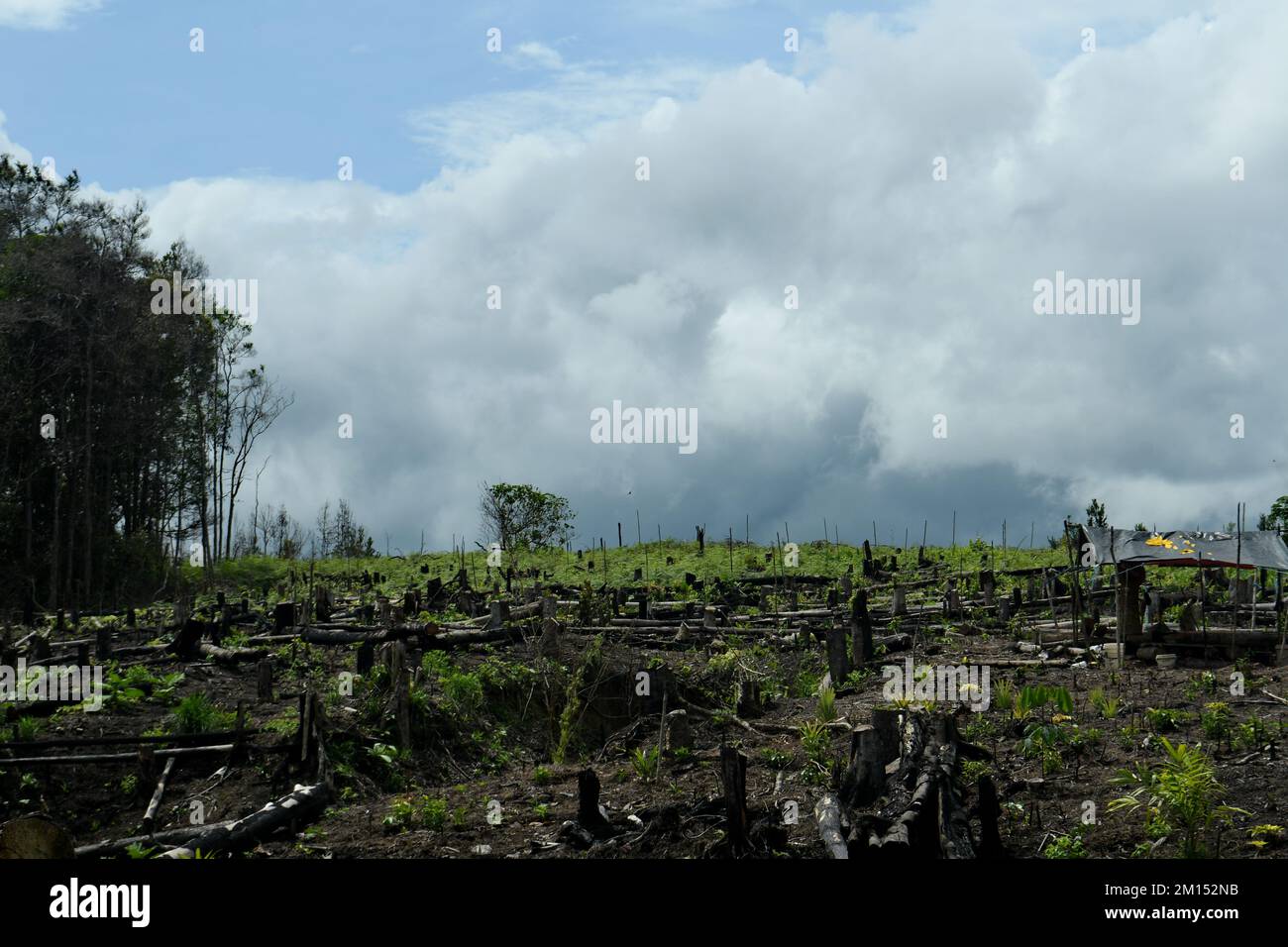 Through Slash-and-burn method,a forest in Lundu distric, Kuching ...