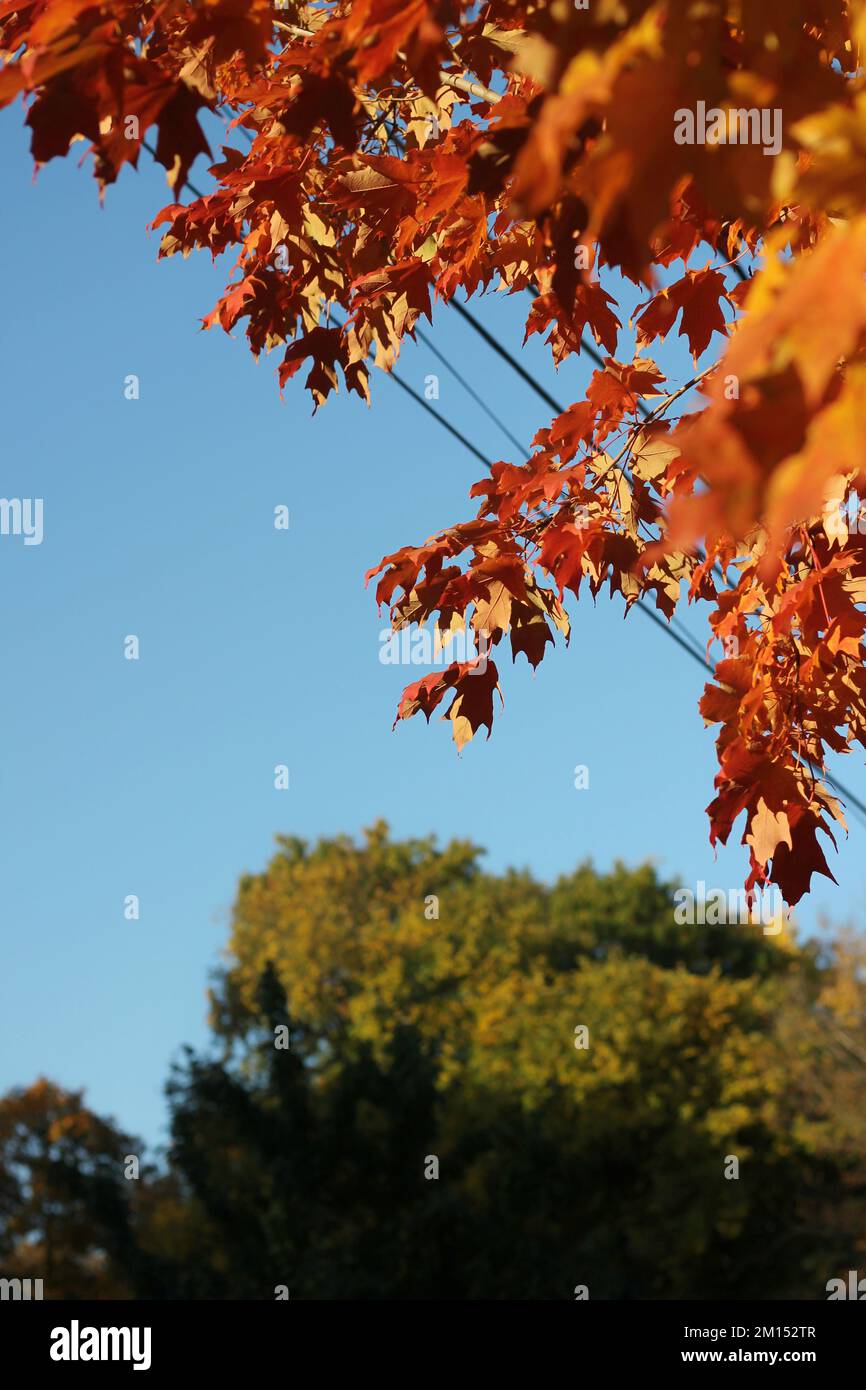 Bright orange autumn leaves growing on the maple tree branches Stock ...