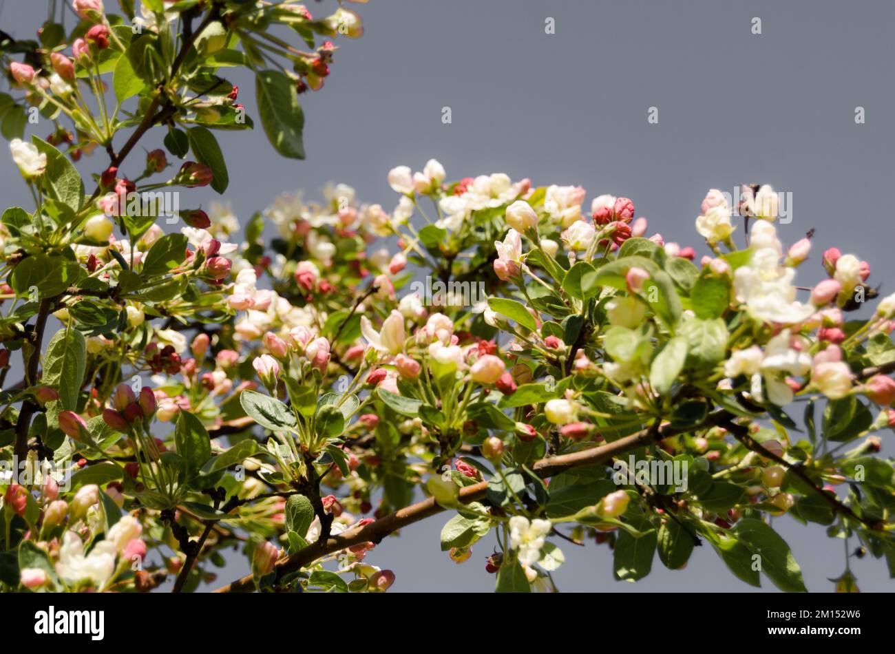 Spring Apple Trees in Bloom Stock Photo - Alamy
