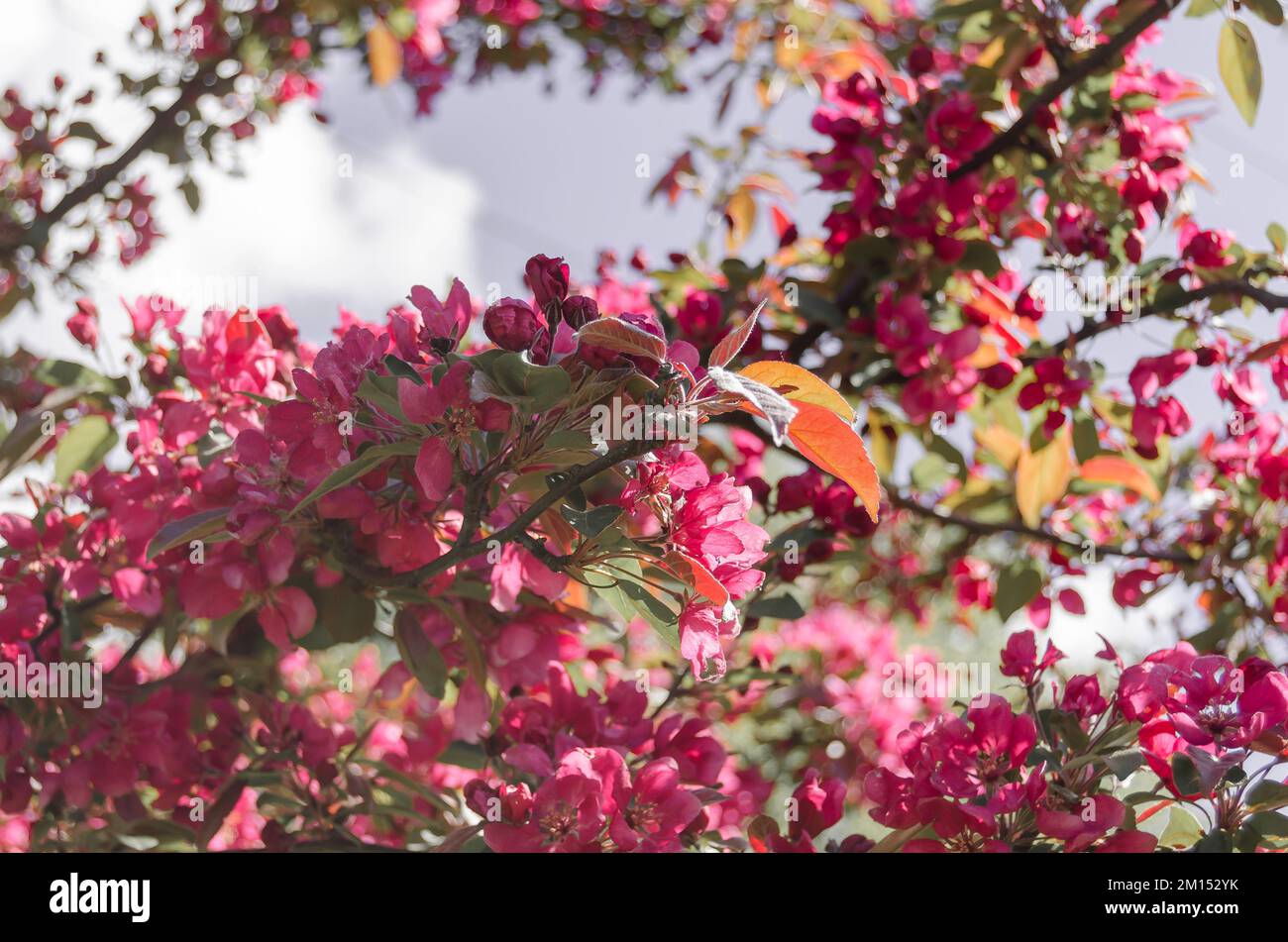 Spring Apple Trees in Bloom with Red Flowers Stock Photo - Alamy