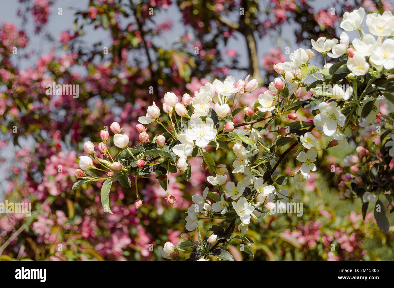 Spring Apple Trees in Bloom Stock Photo - Alamy