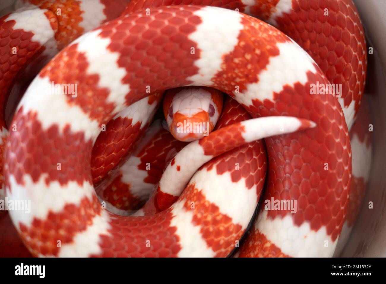 Snakes in nature hi-res stock photography and images - Alamy