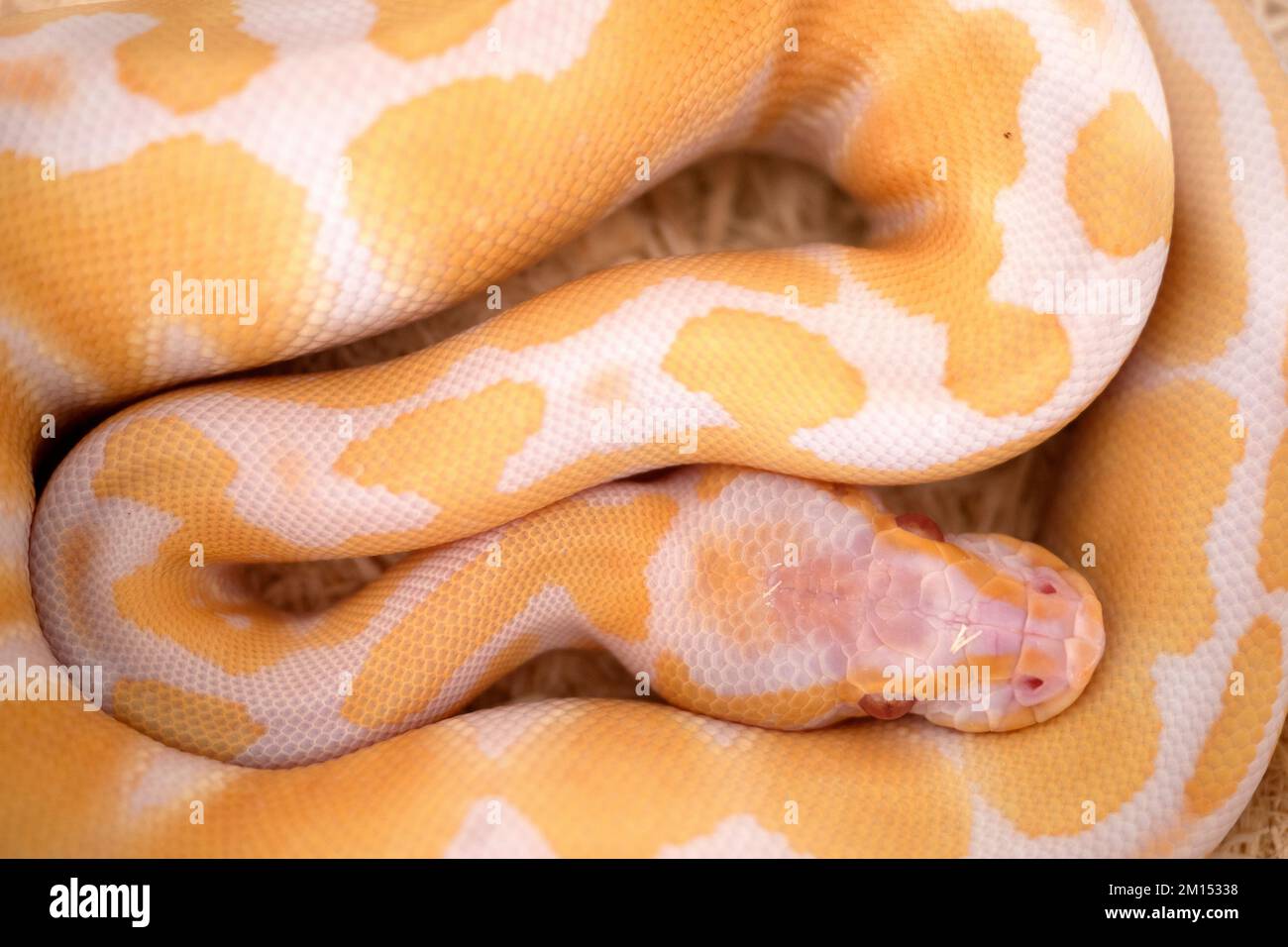 Close up Beautiful Snakes in nature background Stock Photo - Alamy