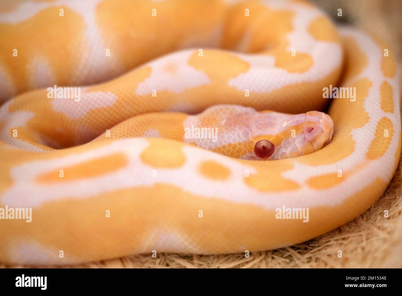 Snakes in nature hi-res stock photography and images - Alamy