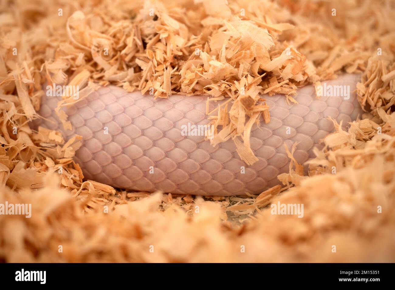 Close up Beautiful Snakes in nature background Stock Photo - Alamy