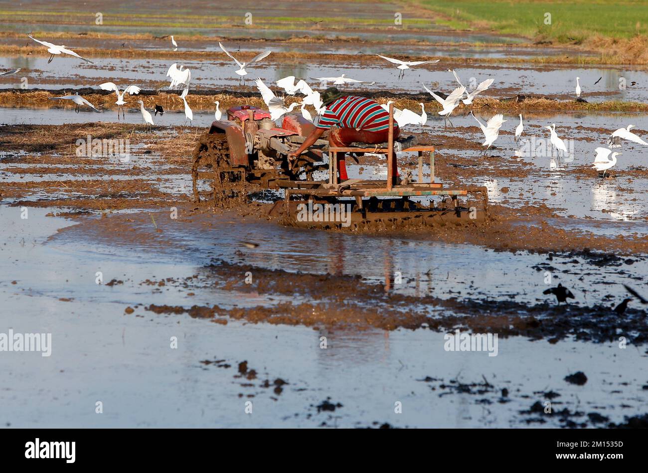 Nakhon Sawan, Thailand. 10th Dec, 2022. A farmer clears his rice field ...