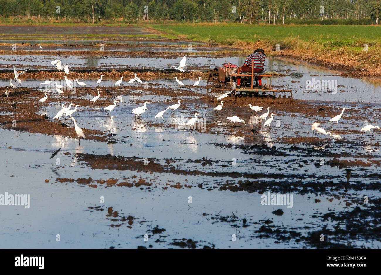 A farmer clears his rice field using a motorized plough in Nakhon Sawan ...