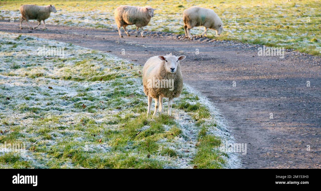 A flock of sheep at the roadside, Worston, Clitheroe, Lancashire ...