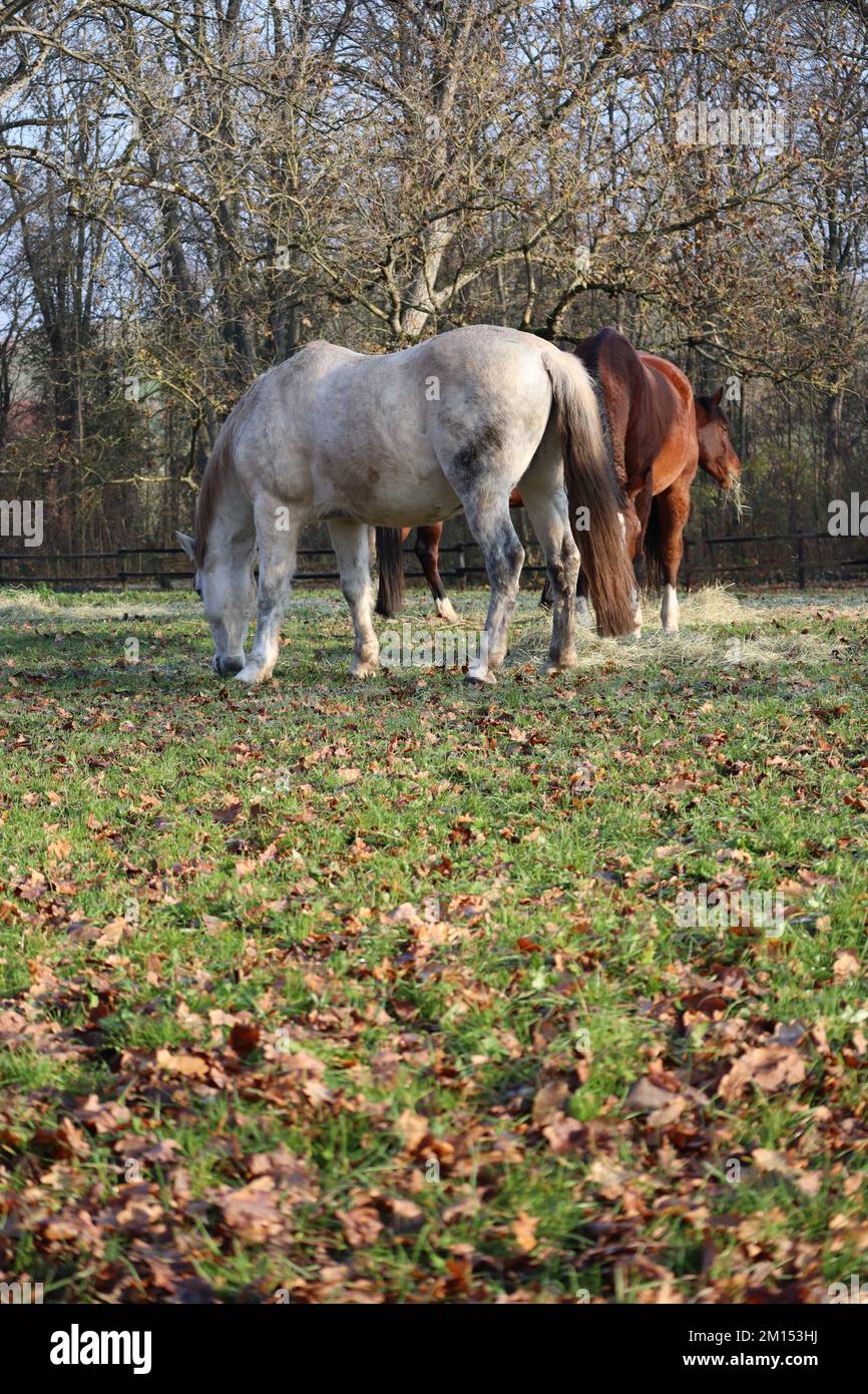 two Horses in the Winter paddock Stock Photo - Alamy