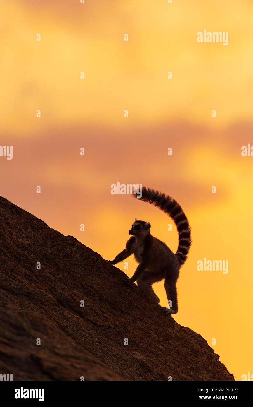 Ring-tailed Lemur - Lemur catta, beautiful lemur from Southern ...