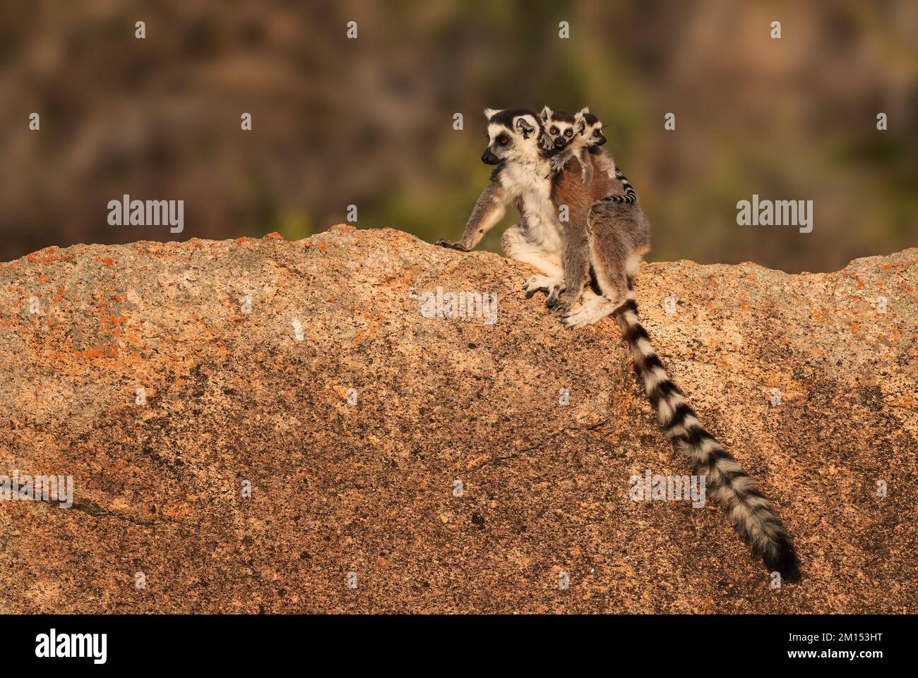 Ring-tailed Lemur - Lemur catta, beautiful lemur from Southern ...