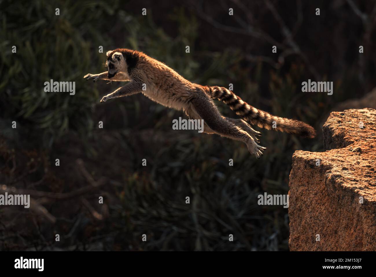 Ring-tailed Lemur - Lemur catta, beautiful lemur from Southern ...