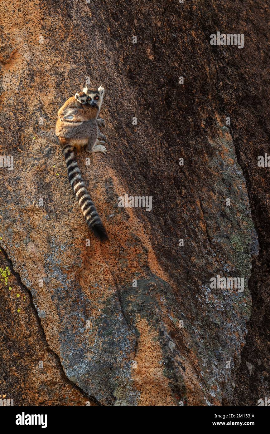 Ring-tailed Lemur - Lemur catta, beautiful lemur from Southern ...