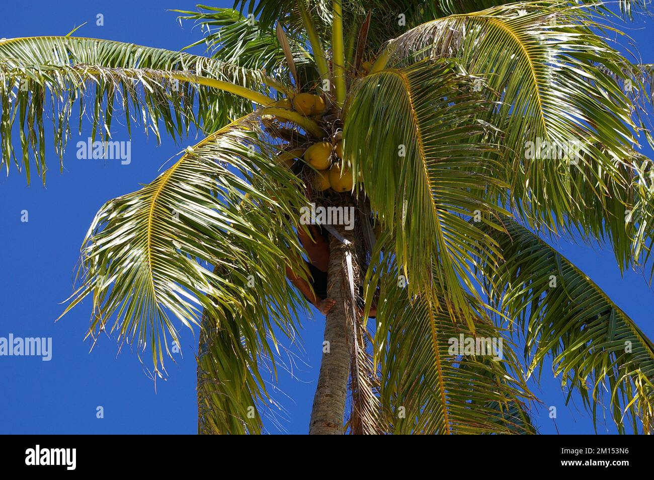 Collecting coconuts hi-res stock photography and images - Alamy