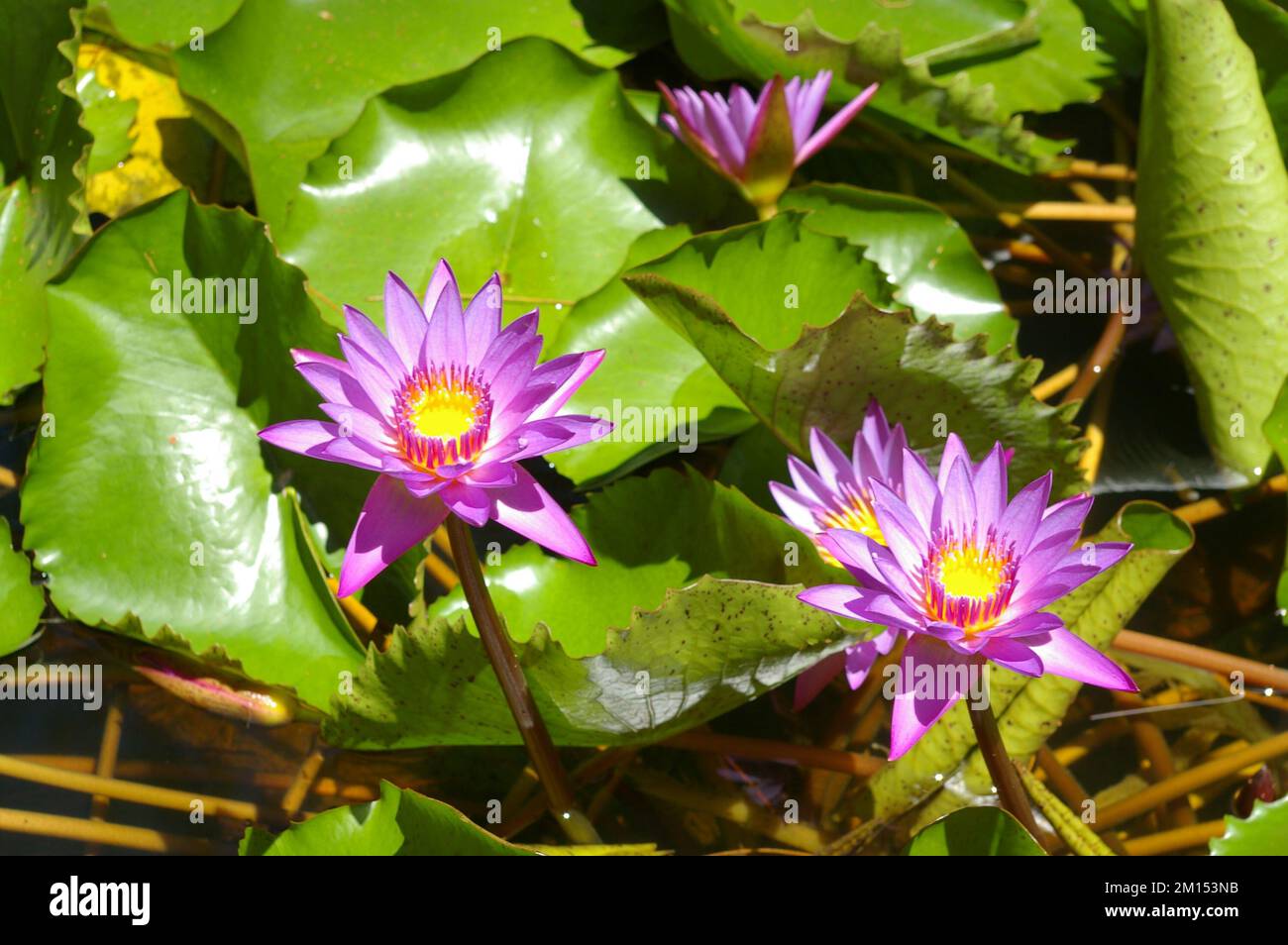 Flowers of Bora Bora Stock Photo - Alamy