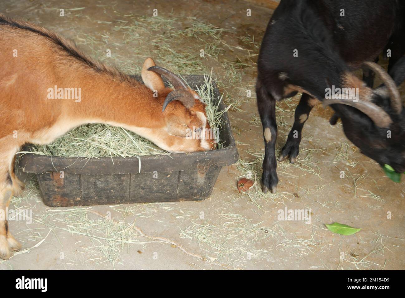 goat in the farm land eating food Stock Photo - Alamy