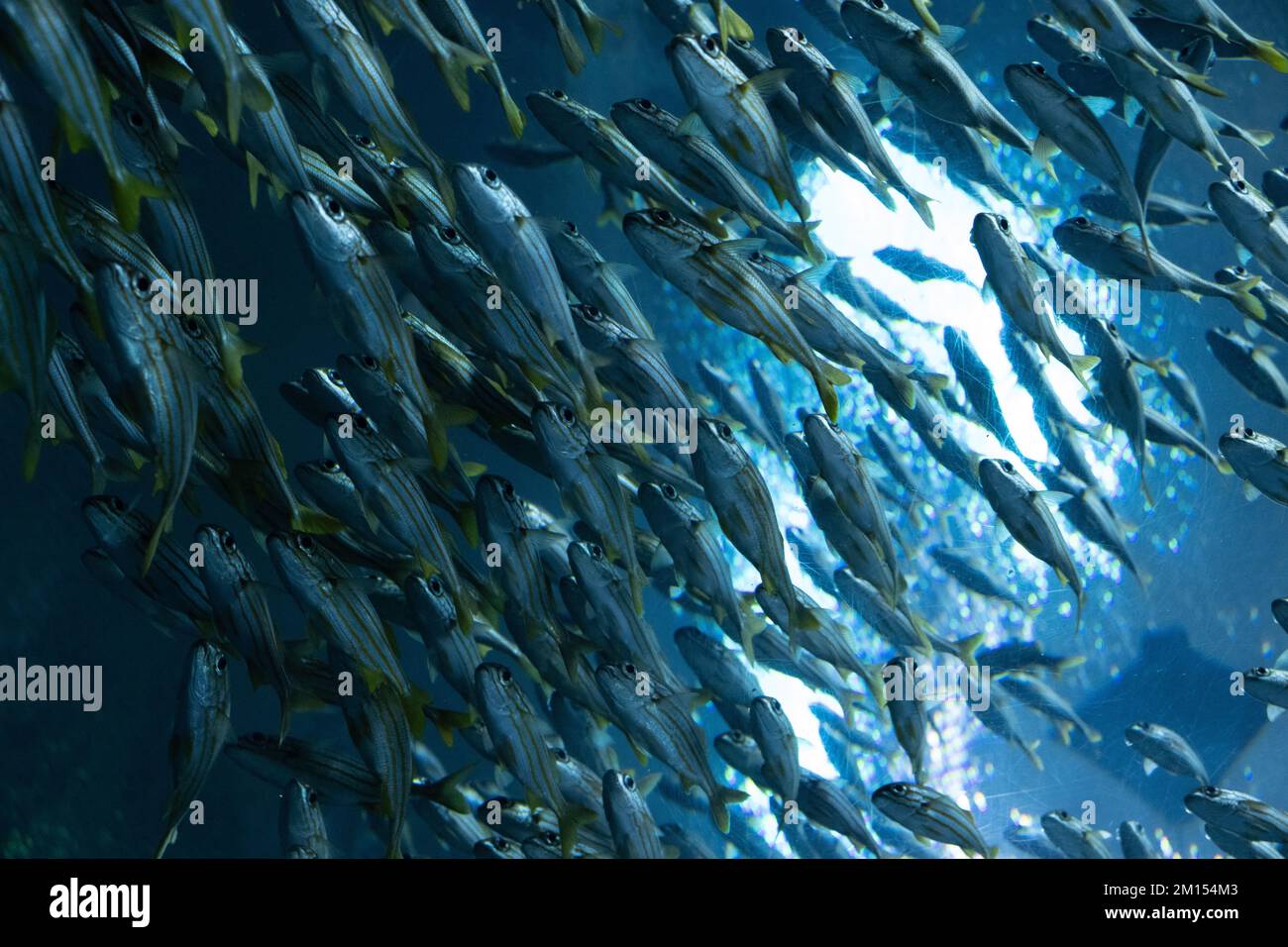 Scuba diver swimming overhead hi-res stock photography and images - Alamy