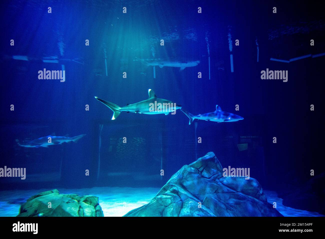 Sharks on display at the Georgia Aquarium Stock Photo - Alamy