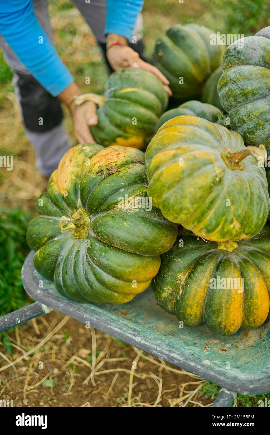 HHarvesting pumpkins from organic orchard. Farmer picking ripe pumpkins ...